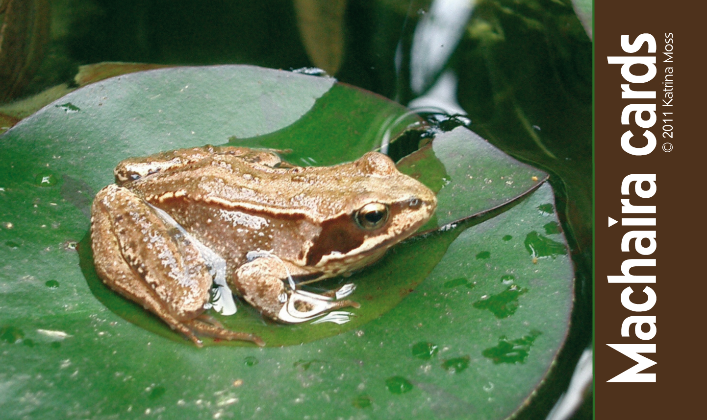 Changing your Perspective – RUACH CARDS